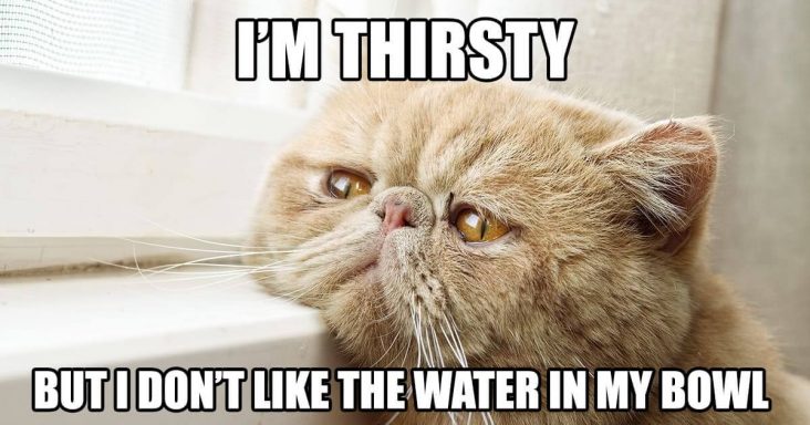 30+ Cats Who Instantly Regretted Their — Poor Life Choices - Paws Planet