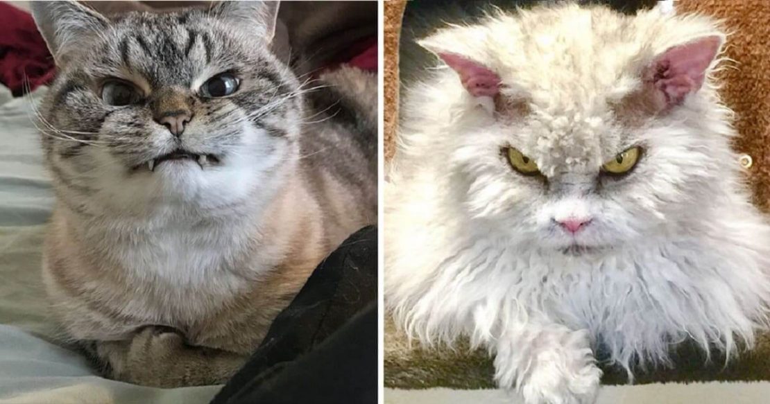 30+ Cats Who Instantly Regretted Their — Poor Life Choices - Paws Planet