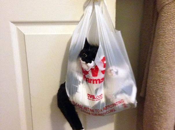 30+ Cats Who Instantly Regretted Their — Poor Life Choices - Paws Planet