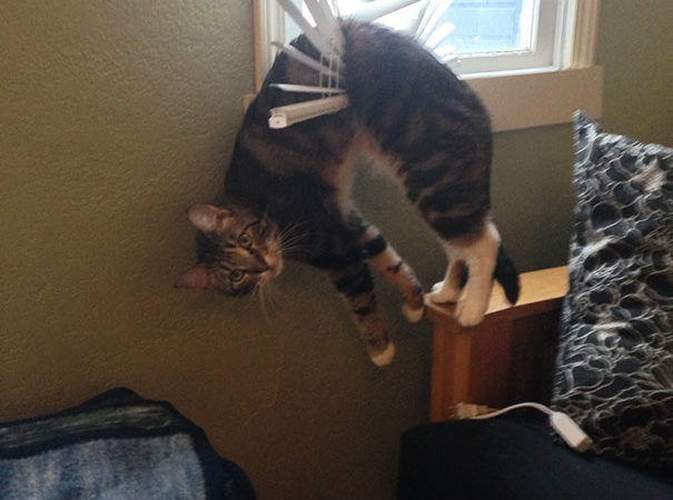 30+ Cats Who Instantly Regretted Their — Poor Life Choices - Paws Planet