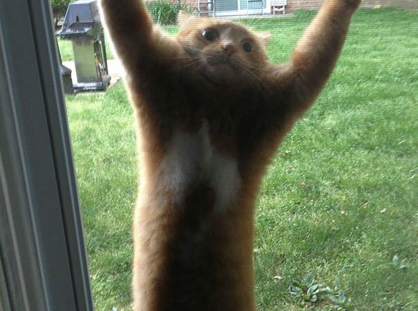 30+ Cats Who Instantly Regretted Their — Poor Life Choices - Paws Planet