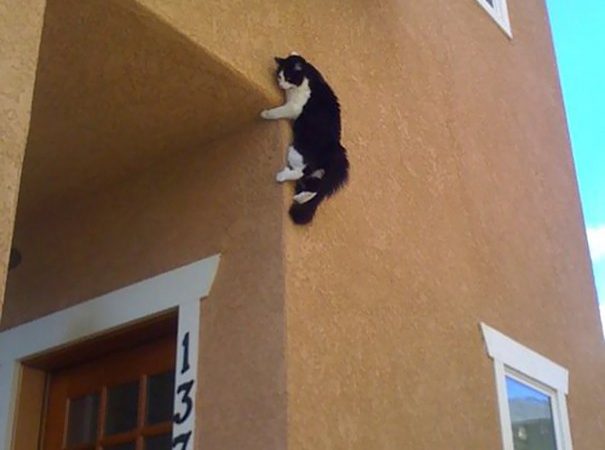 30+ Cats Who Instantly Regretted Their — Poor Life Choices - Paws Planet