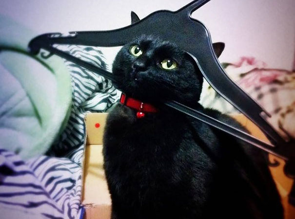 30+ Cats Who Instantly Regretted Their — Poor Life Choices - Paws Planet