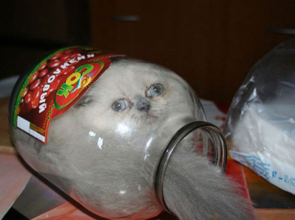 30+ Cats Who Instantly Regretted Their — Poor Life Choices - Paws Planet