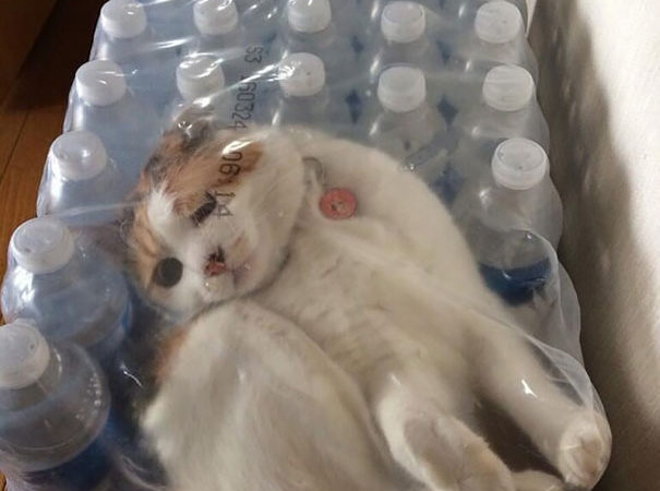30+ Cats Who Instantly Regretted Their — Poor Life Choices - Paws Planet