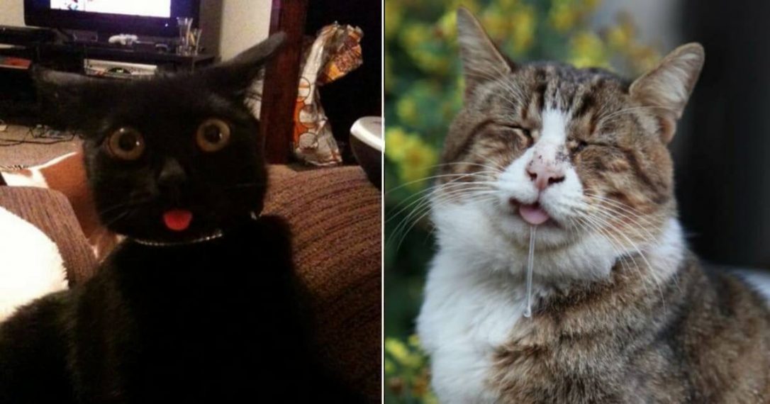 34 Funny Memes You’ll Only Understand If Cats Rule Everything Around ...