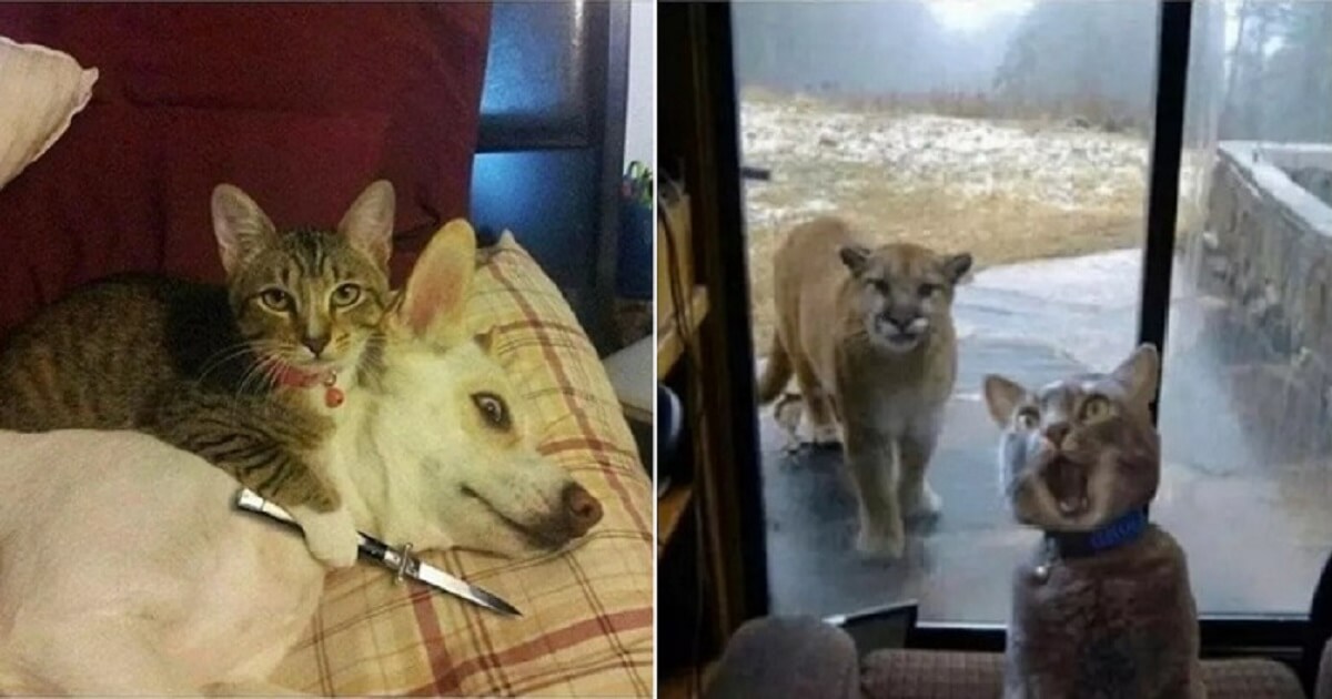 34 Funny Memes You’ll Only Understand If Cats Rule Everything Around You 34 Funny Memes You’ll Only Understand If Cats Rule Everything Around You