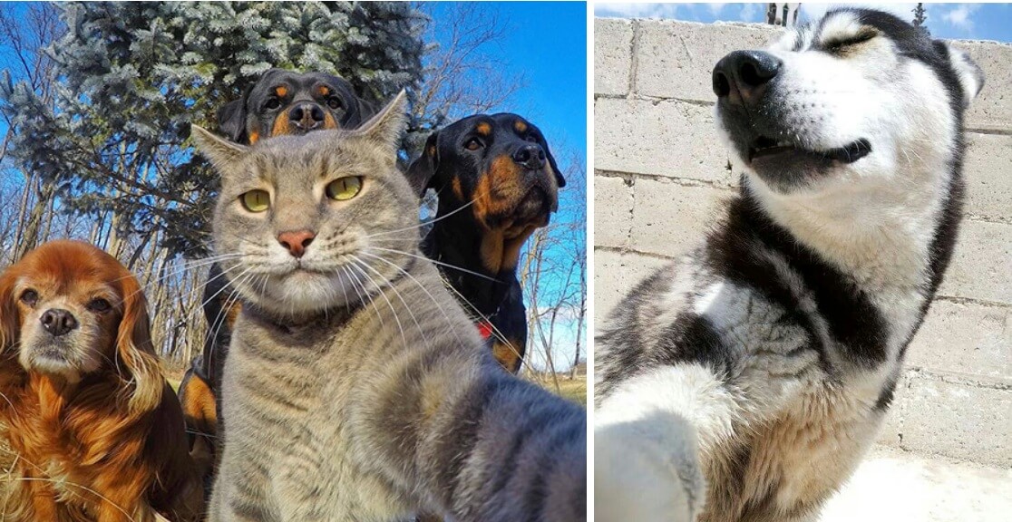 10+ Animals Taking Selfies That Will Make You Smile 10+ Animals Taking Selfies That Will Make You Smile