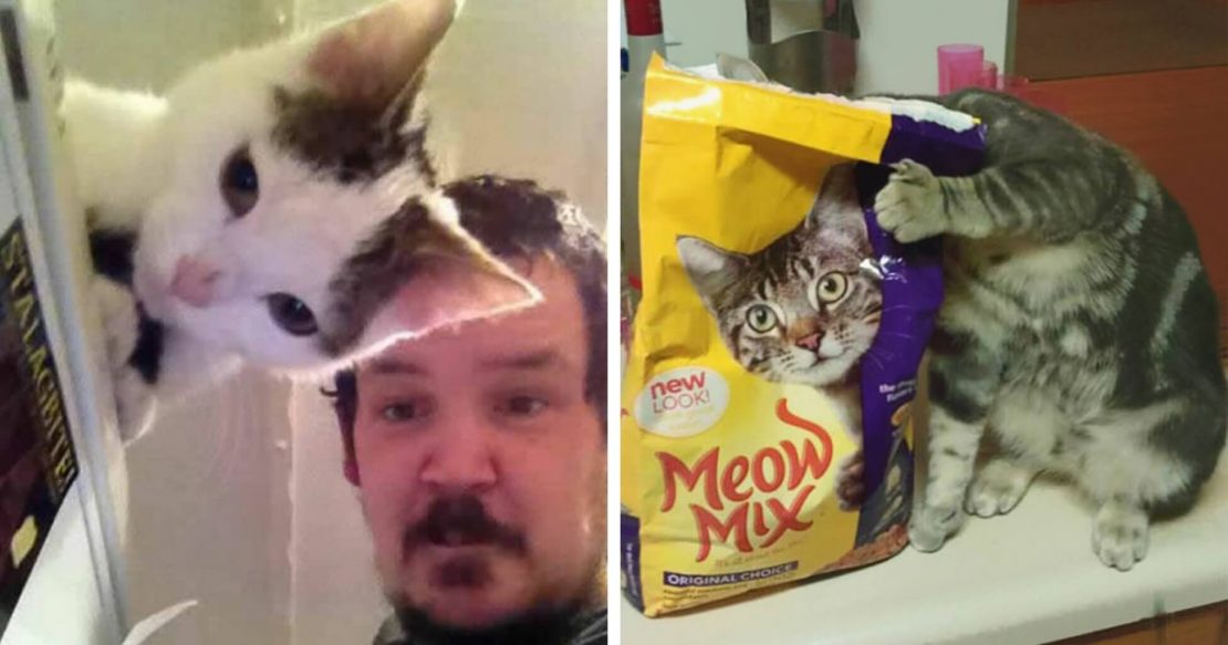 10+ Hilarious Examples Of Cat Logic - Paws Planet