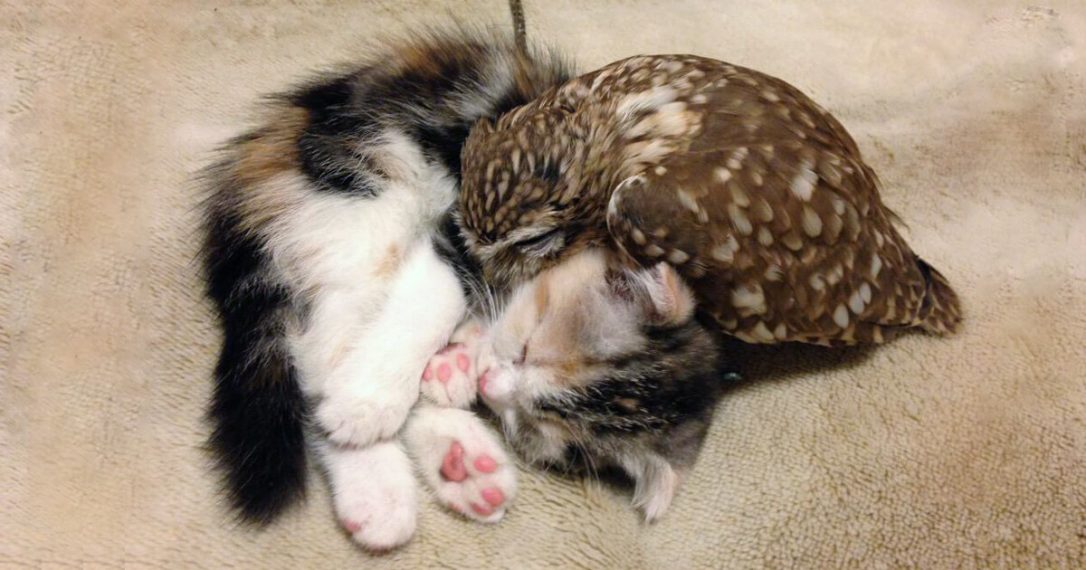 10+ Pictures Of The Most Charismatic Cats In The World - Paws Planet