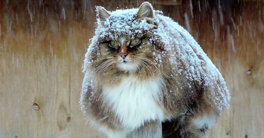 10+ Cats Who Immediately Regretted Their Poor Life Choices - Paws Planet