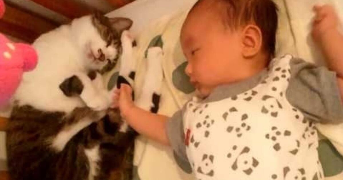 This Cat Is So In Love With This Cute Baby And Decided To Become Her ...