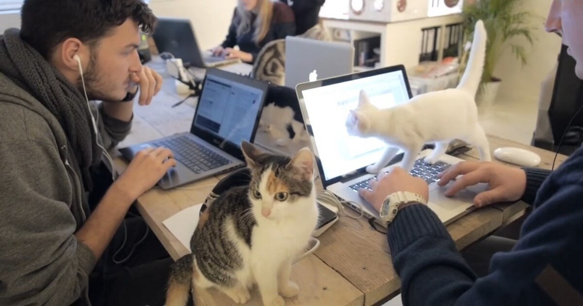 What It’s Like To Work With Cats - Paws Planet