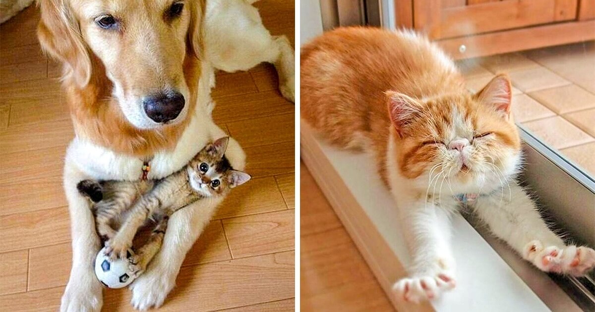 10 Photos Proving That Cats Are The Cutest Things On Earth