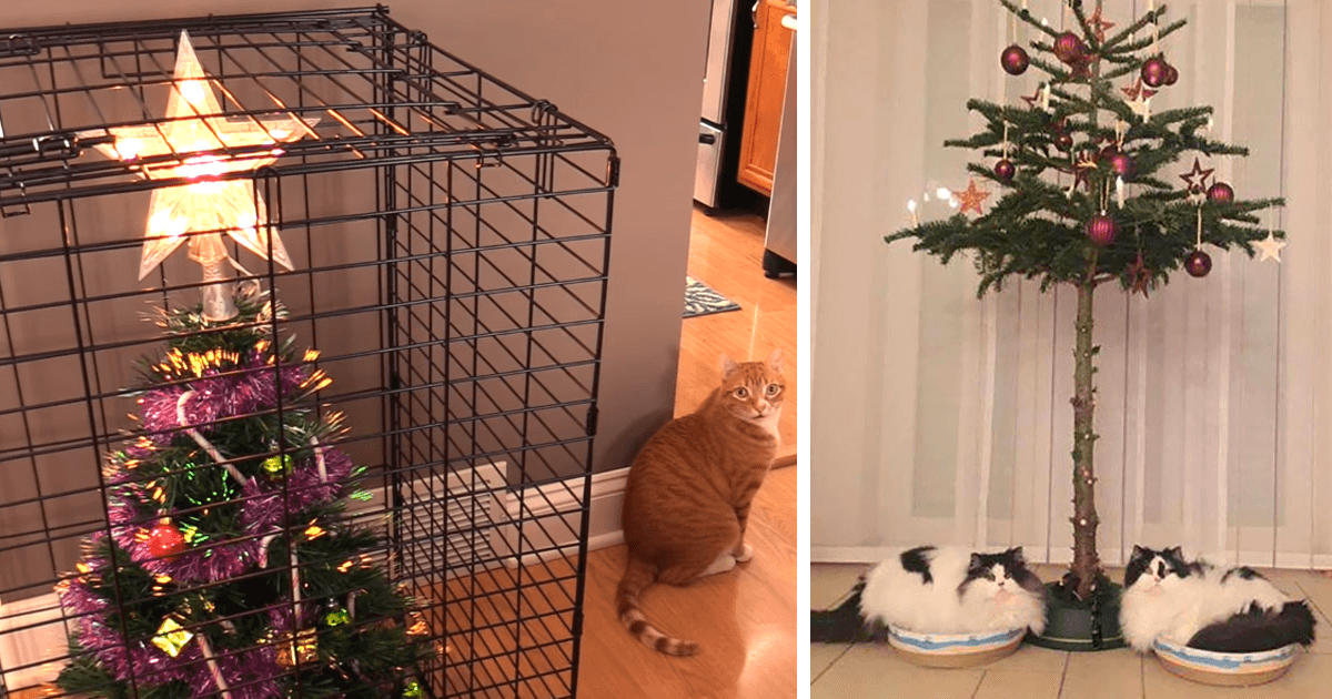10 Genius People Who Found A Way To Protect Their Christmas Trees From