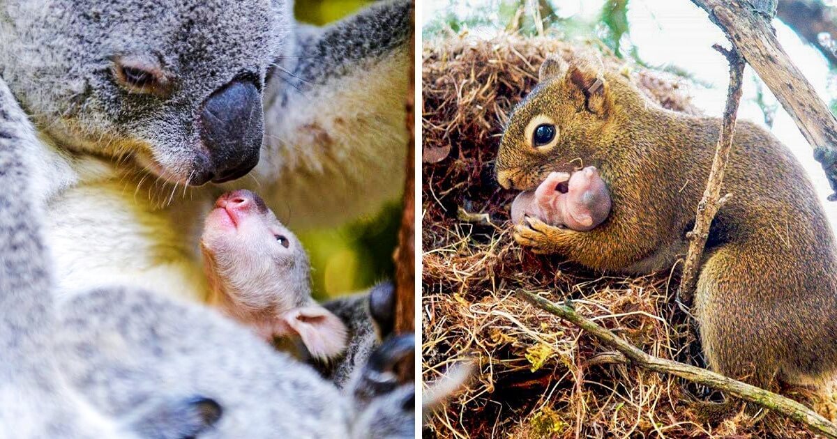 10+ Animal Photos Proving There’s Nothing Like A Mother’s Love (New ...