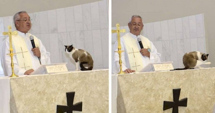 Meet Juno - The Angry Cat With Amazing Hair Will Blow Your Mind - Paws ...