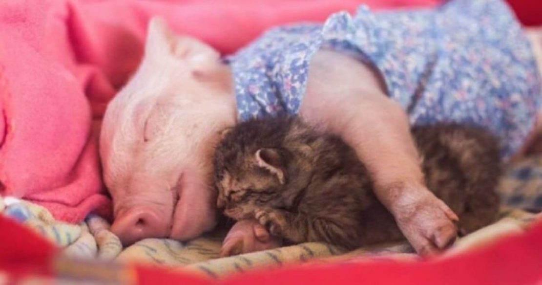 25 Photos Of Cute Animals That Will Brighten And Boost Your Day - Paws ...