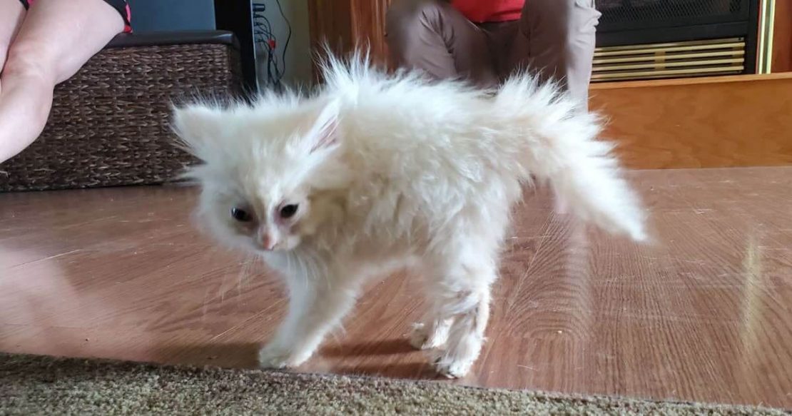 16 Pics Of Ladies With Their Cats That Debunk The Crazy Cat Lady ...