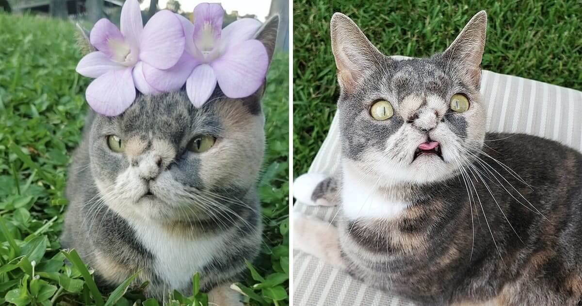 Woman Saves Stray Cat Who Is At Risk Of Being Put Down For Being ‘Ugly ...