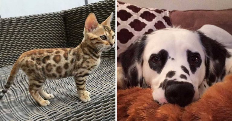 10+ Animals Who Are Given An Unusual Appearance By Nature – Paws Planet ...