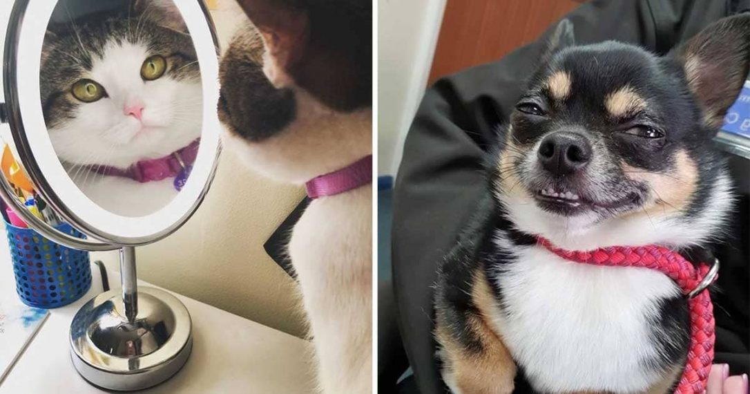 Adorable Cats Can’t Stop Showing How They Love Each Other After A Few ...