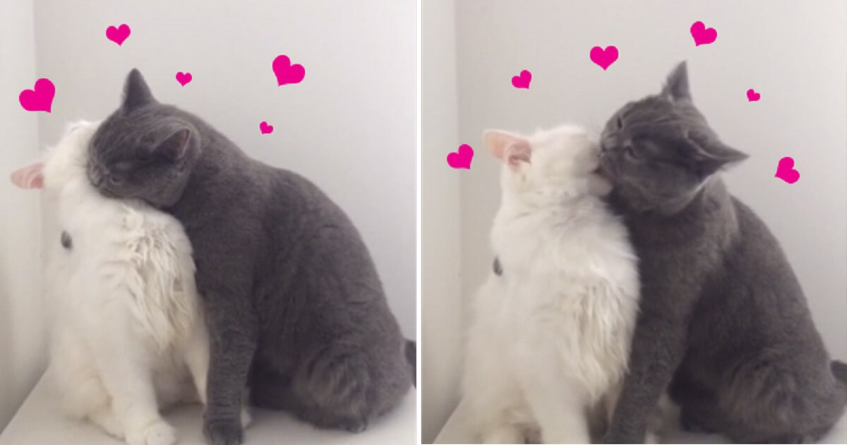 Adorable Cats Can’t Stop Showing How They Love Each Other After A Few ...