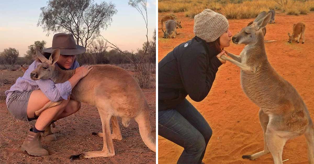 Rescued Kangaroo Can’t Stop Hugging And Cudding Volunteers Who Saved ...