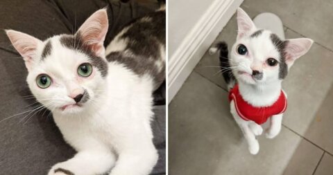 20 Photos That Show Cats Are Not Always Nice And Fluffy