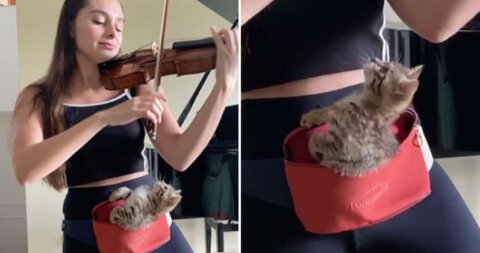 30+ Cats Who Instantly Regretted Their — Poor Life Choices