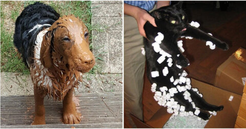 10+ Animals Who Are Given An Unusual Appearance By Nature