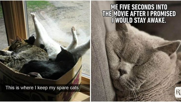 20 Photos of Napping Cats That Will Make Your Day Brighter - Paws Planet