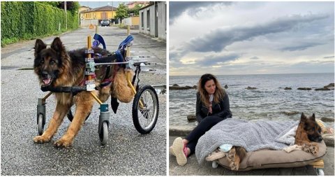 Home Paws - Paws Planet - World Animal News